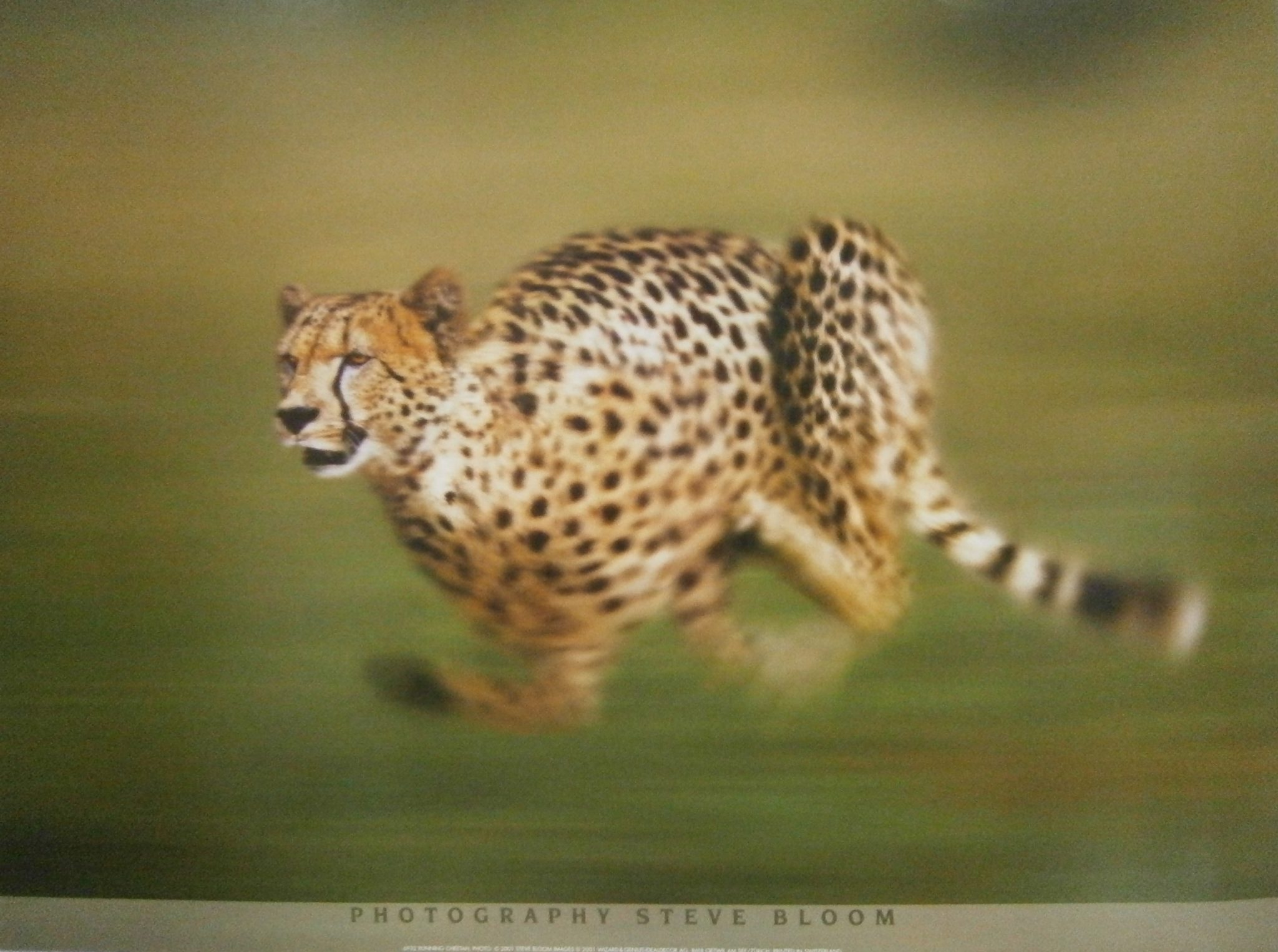 Cheetah Running Mini Poster — Poster Plus