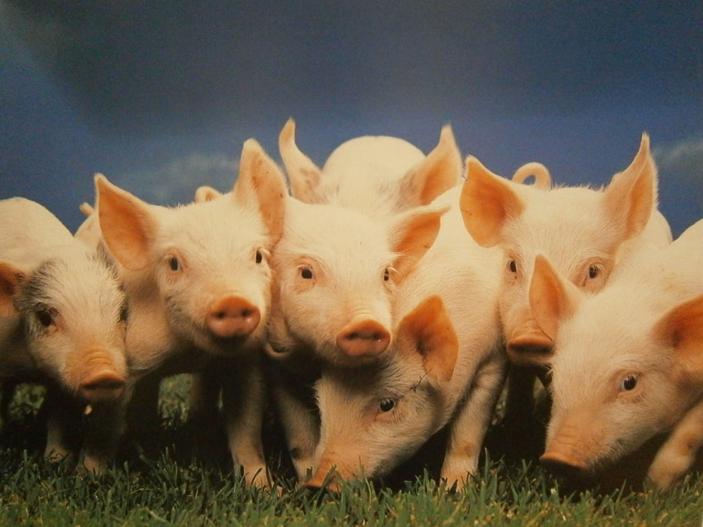 Piglets Mini Poster — Poster Plus