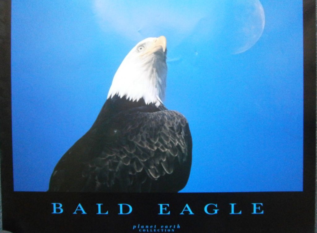 Bald Eagle — Poster Plus