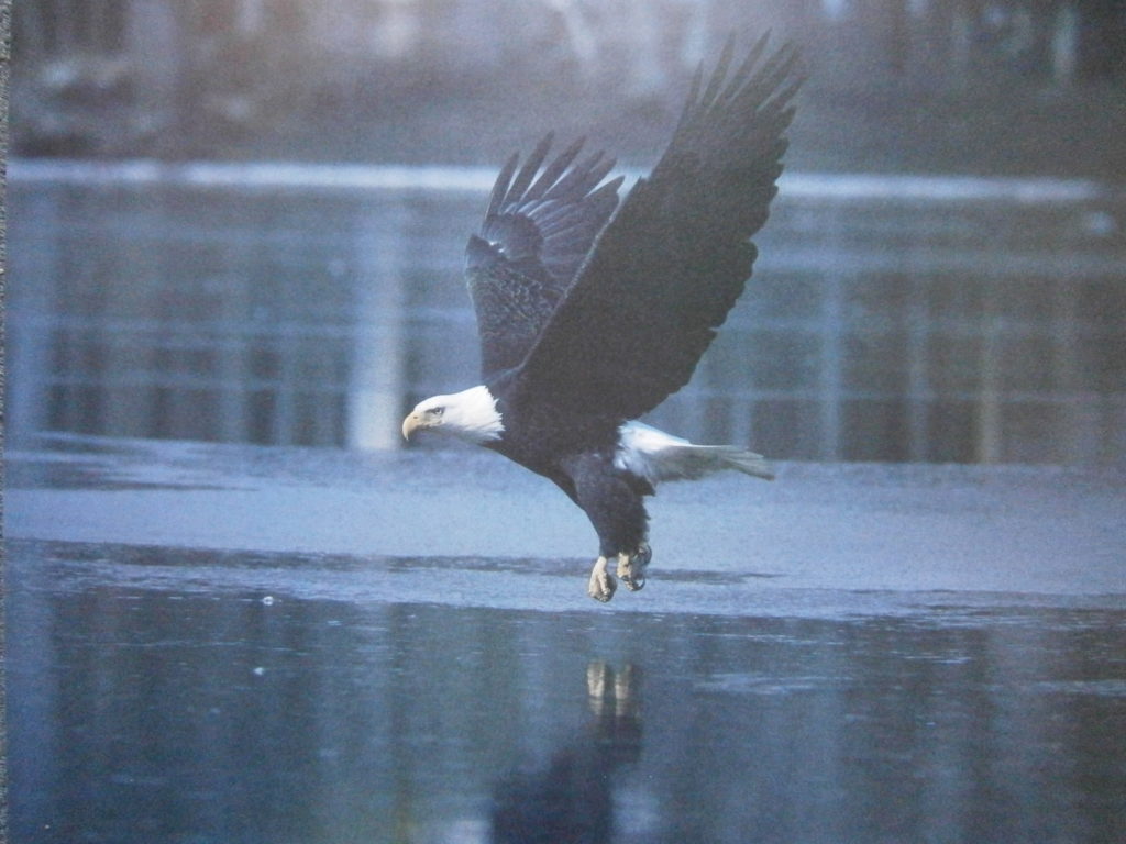 Eagle Hunting — Poster Plus