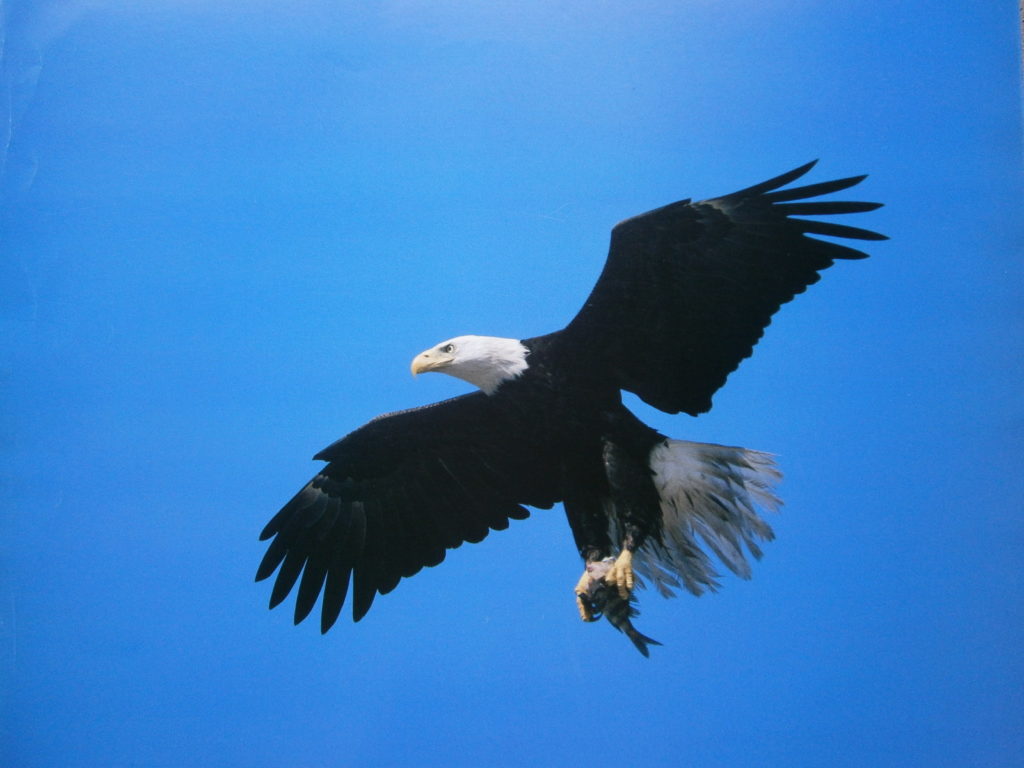 Hunting Eagle — Poster Plus