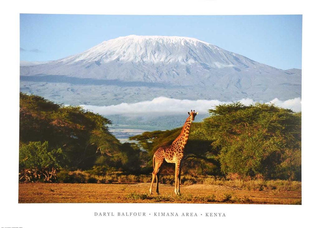 Giraffe Kimana Area Of Kenya by Daryl Balfour Photographic Print ...