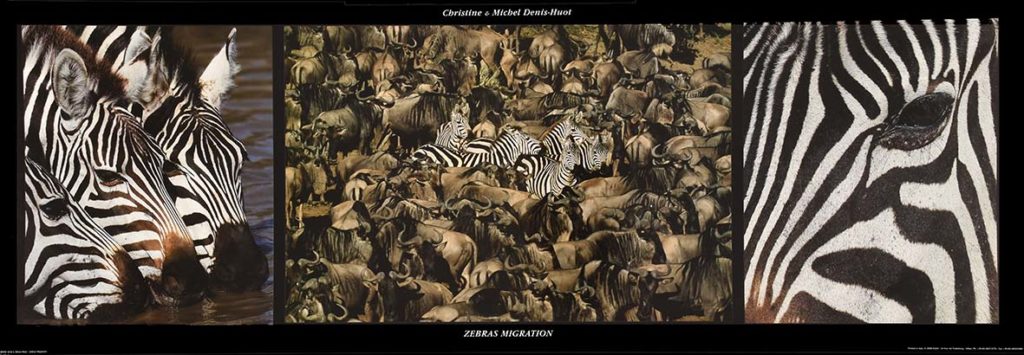 Zebra Migration Triptych Photographic Print — Poster Plus
